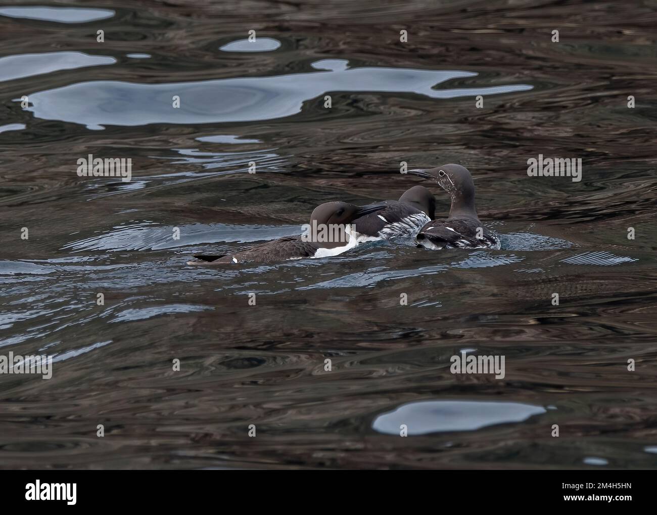 Group white water birds western hi-res stock photography and images - Alamy