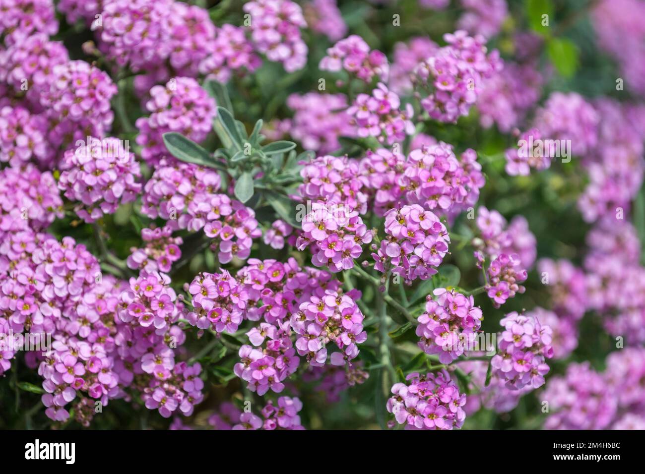 Alyssum Spinosum Roseum, Spiny madwort Roseum, Ptilotrichum spinosum ...