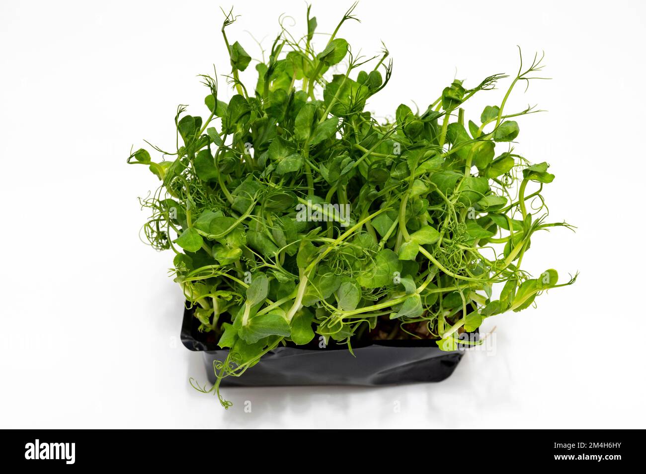 Fresh pea shoots Stock Photo - Alamy