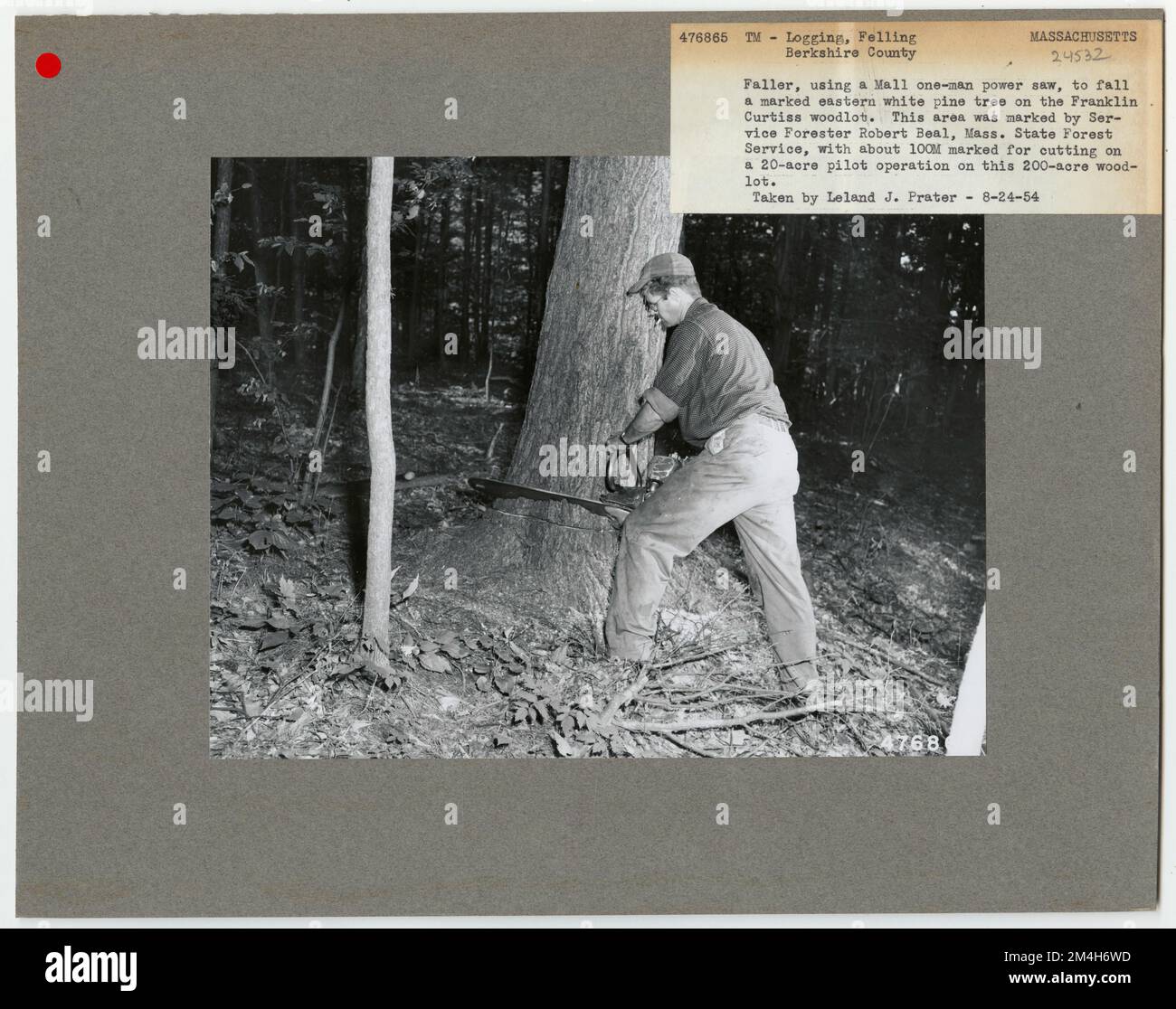 Logging: Felling - Massachusetts. Photographs Relating to National ...