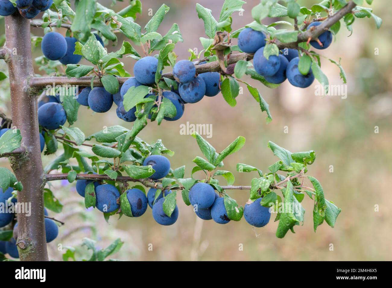 Farleigh damson hi-res stock photography and images - Alamy