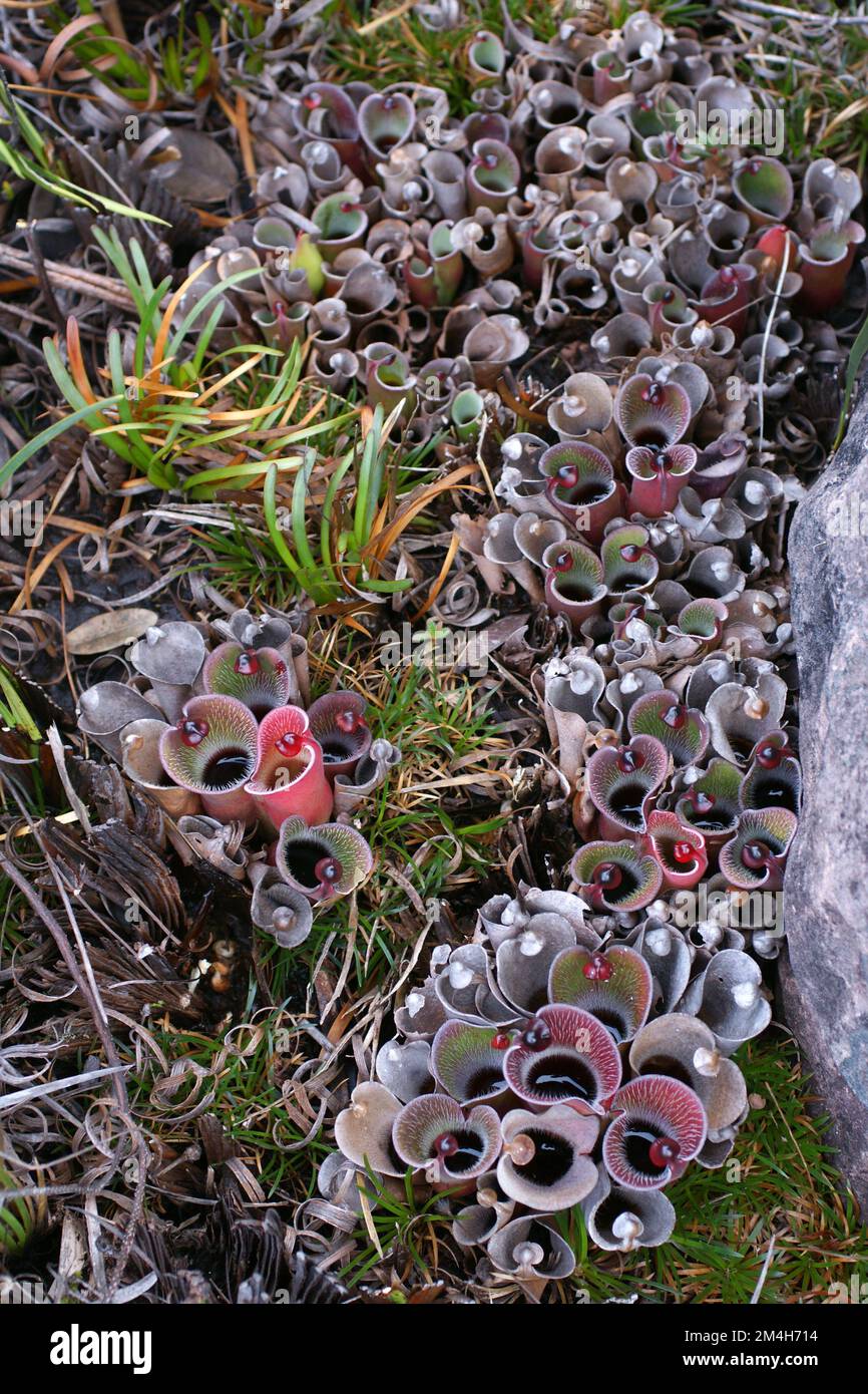 Large group of Heliamphora pulchella, carnivorous pitcher plant on ...