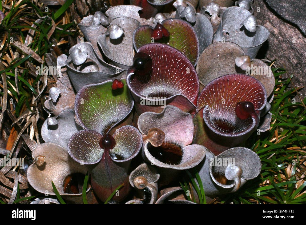 Red, green and dry pitchers of Heliamphora pulchella, carnivorous ...