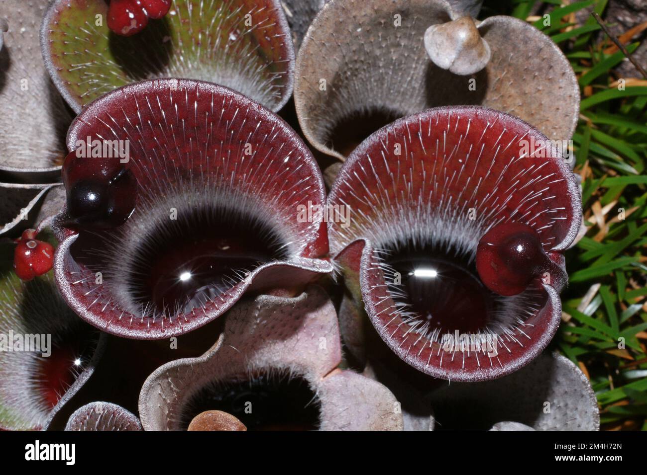 View into the pitchers of Heliamphora pulchella, carnivorous pitcher ...
