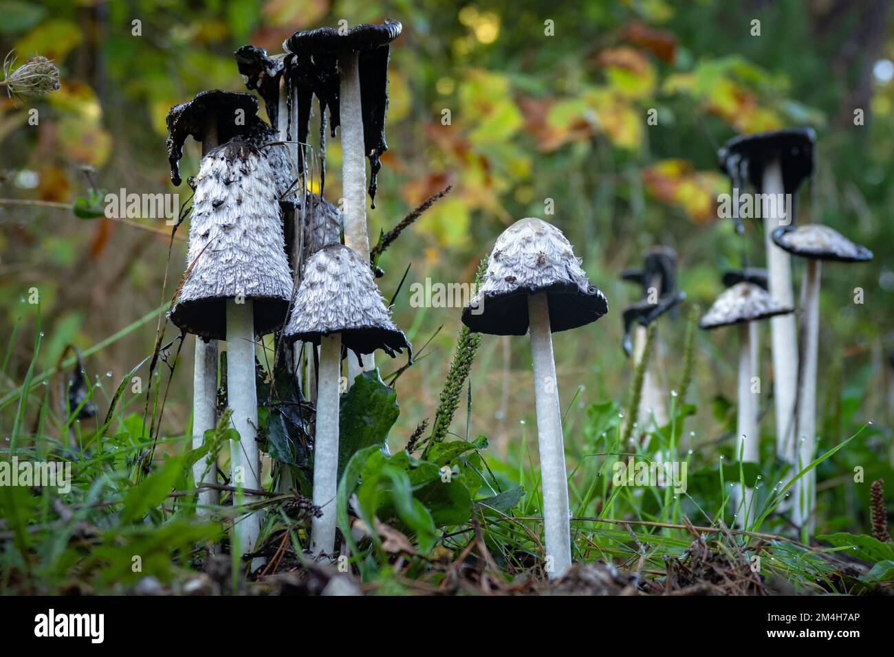 Wild coprin chevelu - shaggy mane mushroom growing in the forest in ...