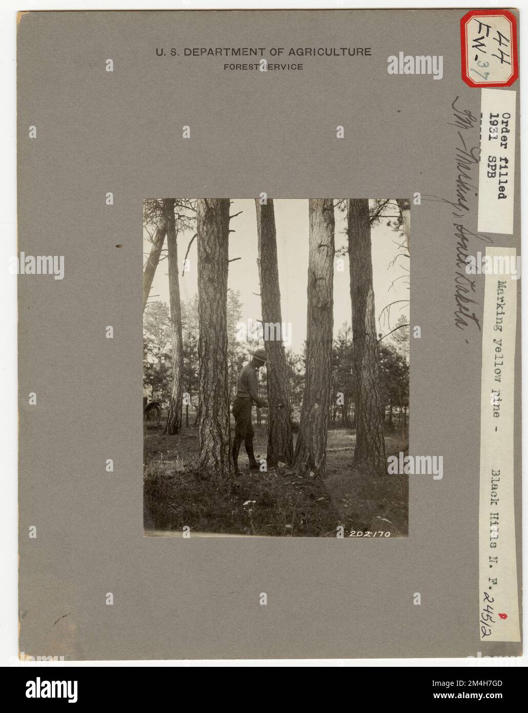 Logging -Timber Management -Marking - Virginia. Photographs Relating to ...