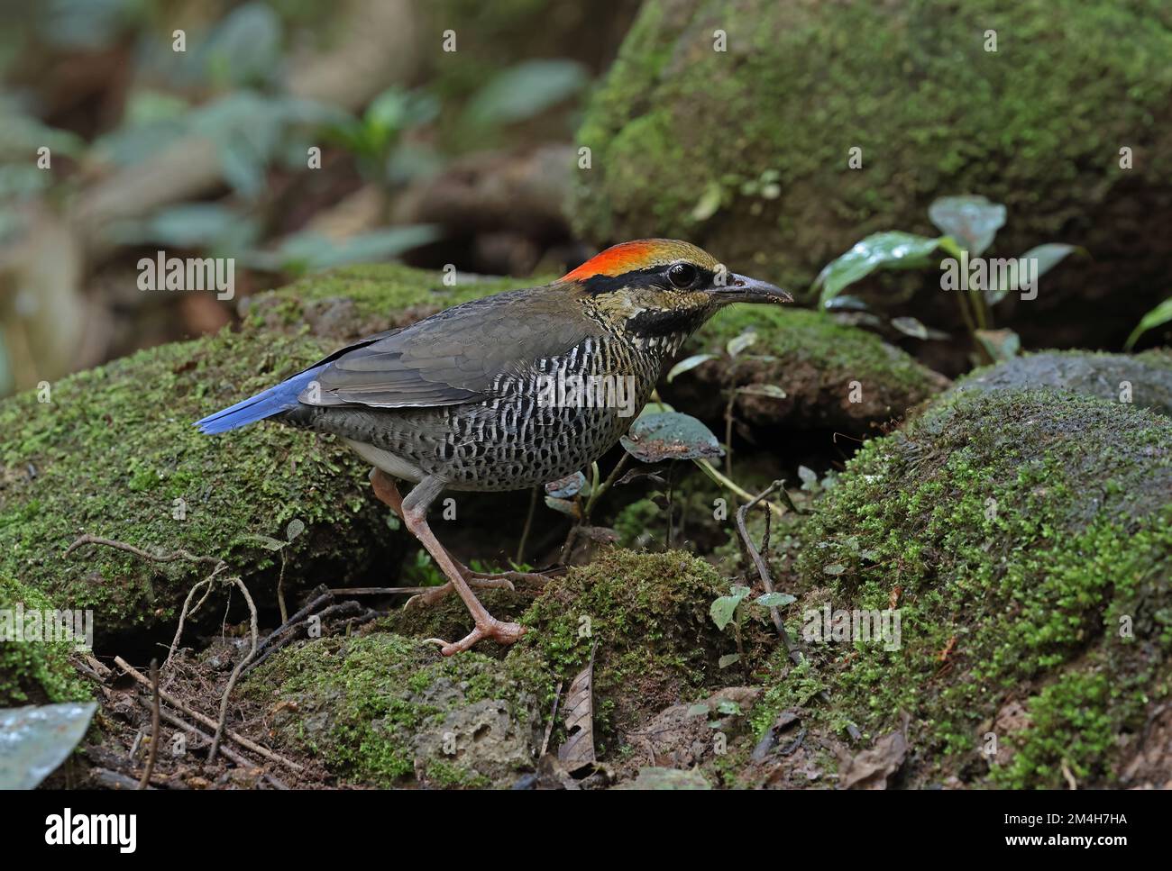 Blue Pitta (Hydrornis cyaneus) adult female standing on mossy rocks Di ...