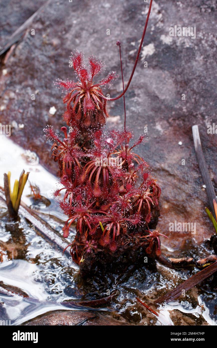 Plants of Drosera roraimae, a carnivorous sundew with treelike growth ...
