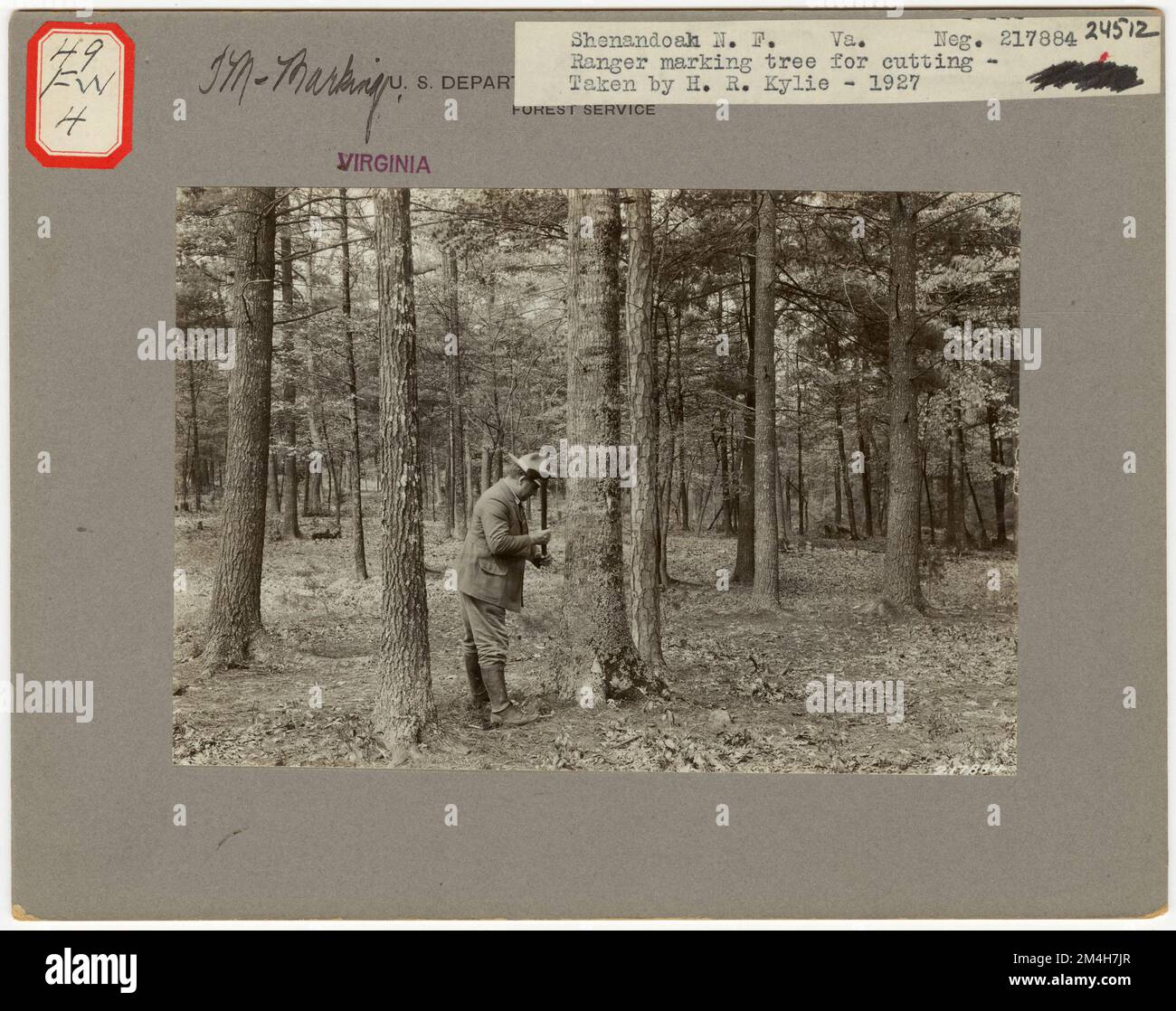 Logging -Timber Management -Marking - Virginia. Photographs Relating to ...