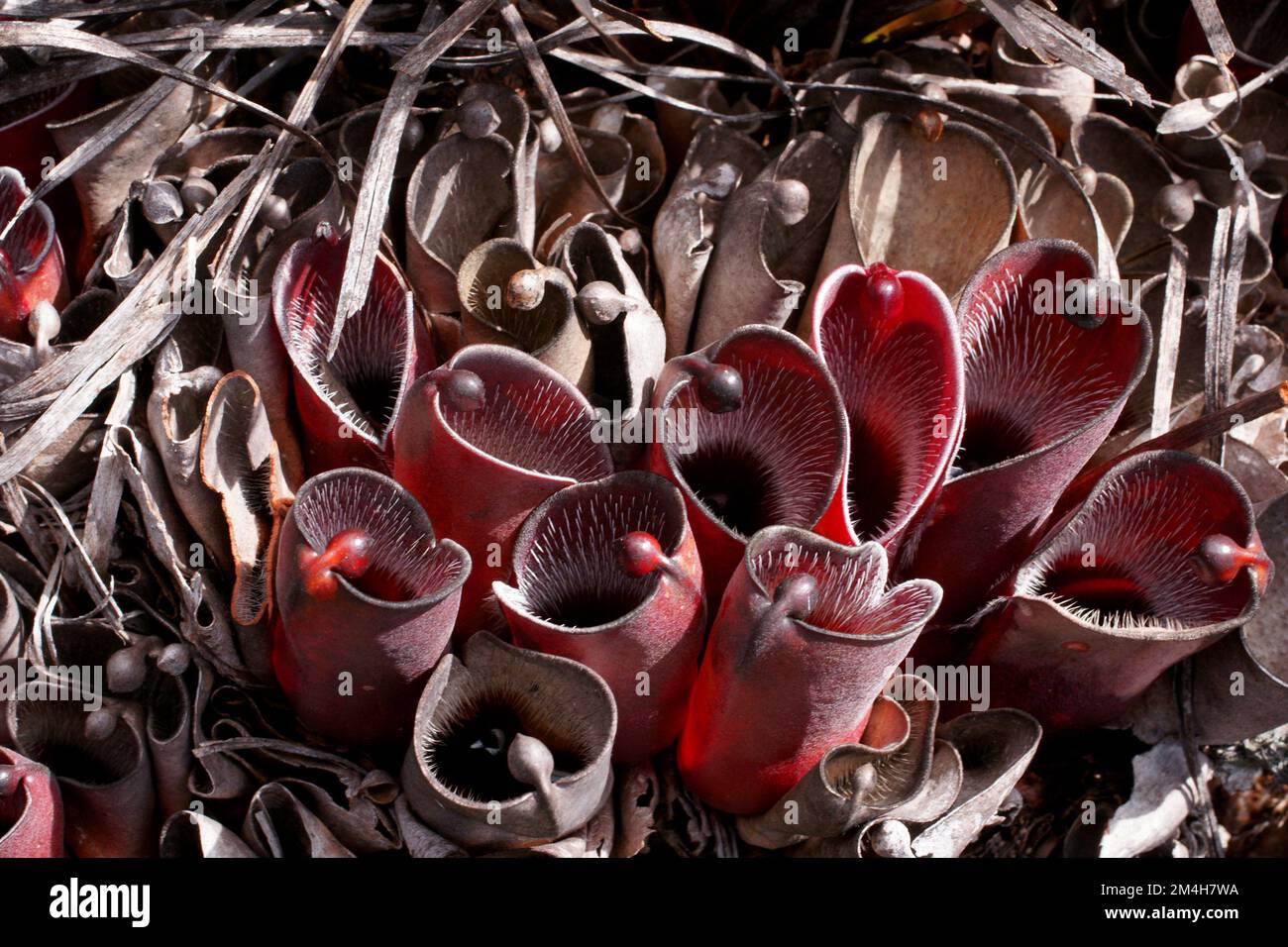 Heliamphora eating insect hi-res stock photography and images - Alamy