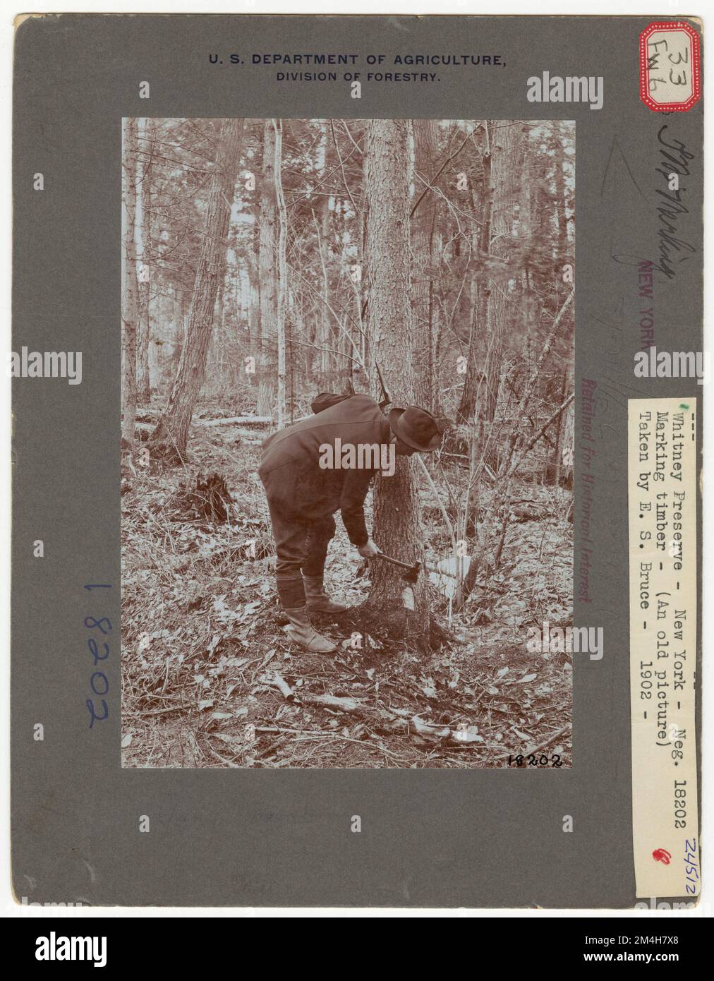 Logging -Timber Management -Marking - Florida. Photographs Relating to ...