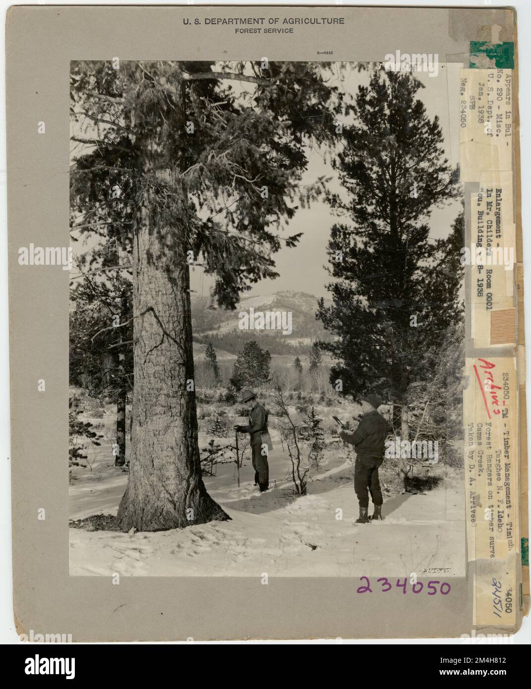 Logging timber california hi-res stock photography and images - Alamy