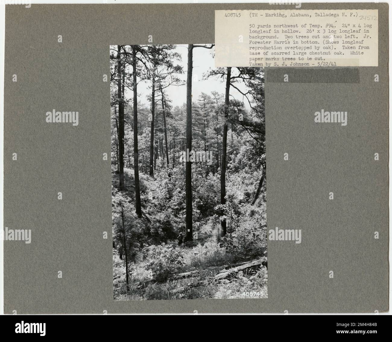 Logging -Timber Management -Marking - California. Photographs Relating ...
