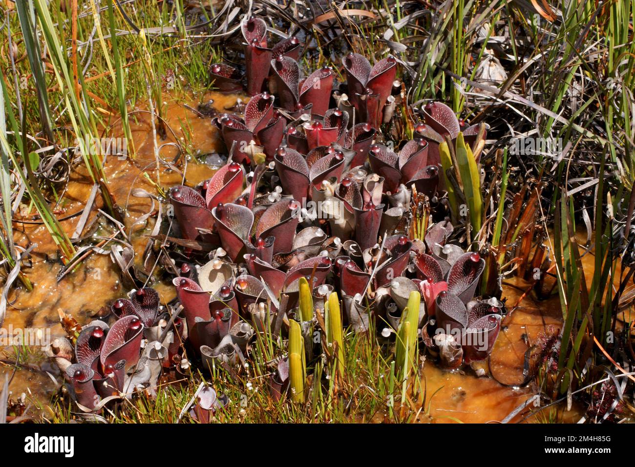 Heliamphora pulchella in natural habitat with young shoots of ...
