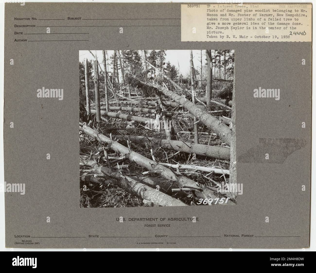 Injured Trees - New Jersey. Photographs Relating to National Forests ...