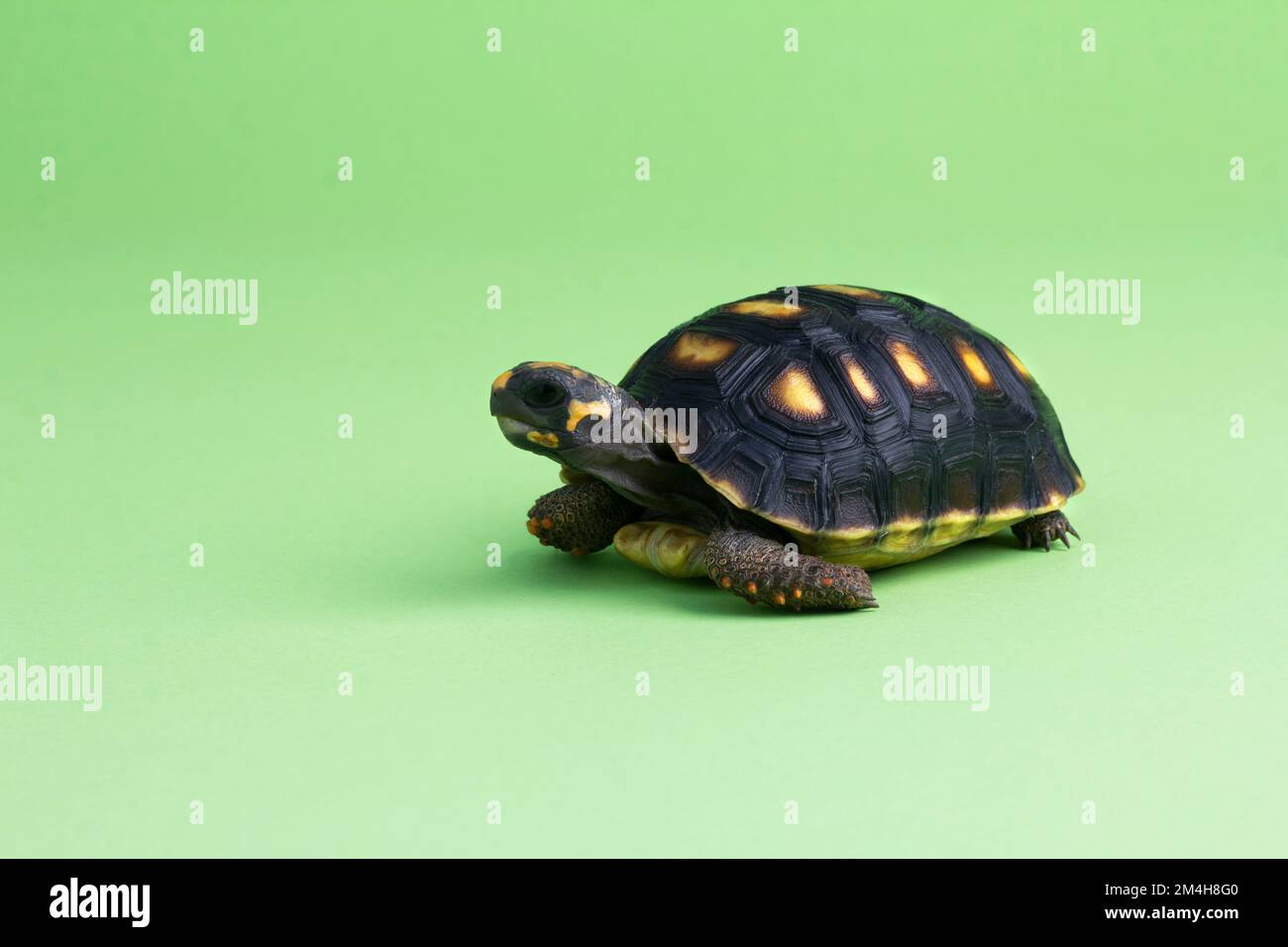 A red-footed tortoise isolated on a green background with text space ...