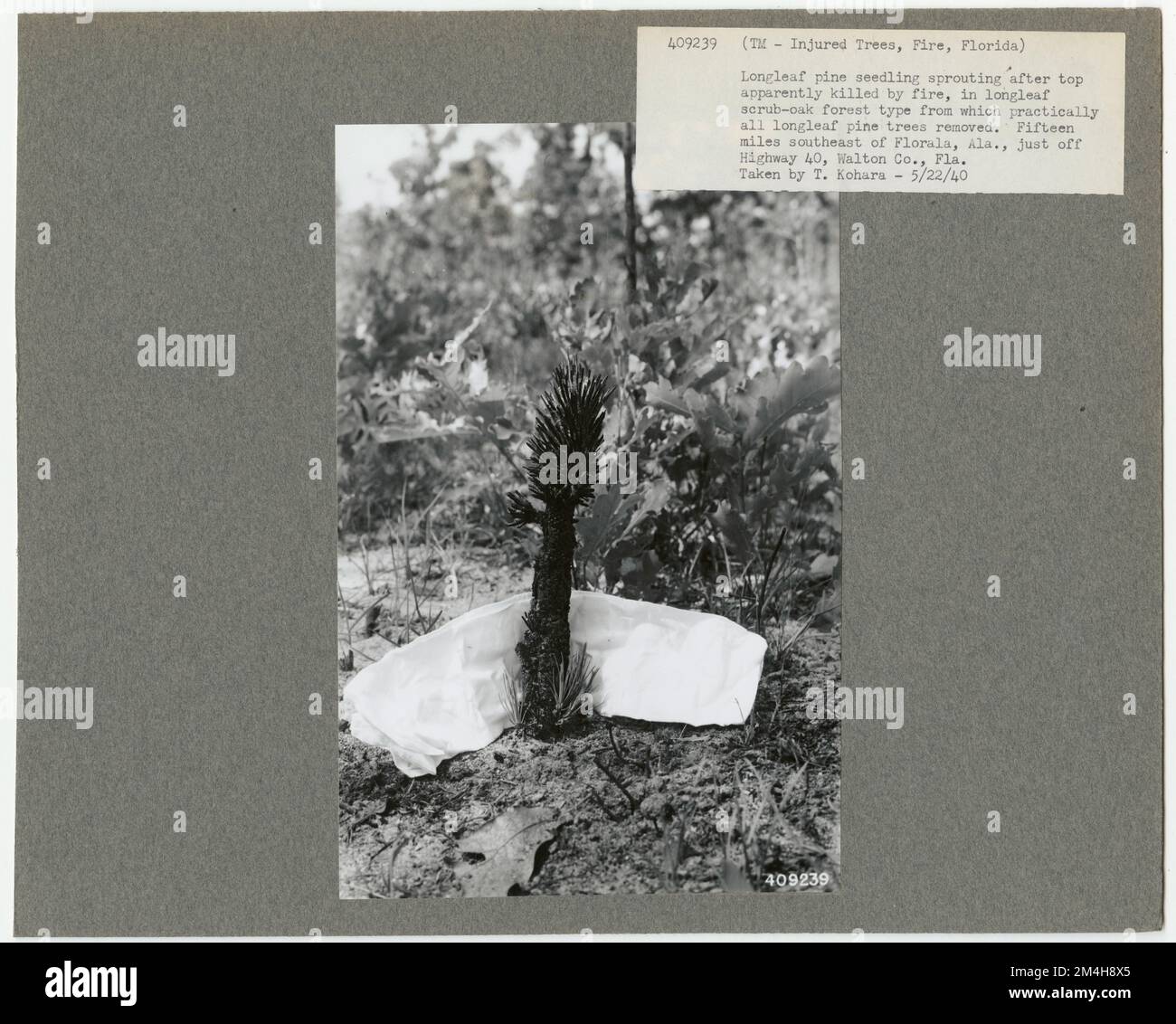 Injured Trees - Florida. Photographs Relating to National Forests ...