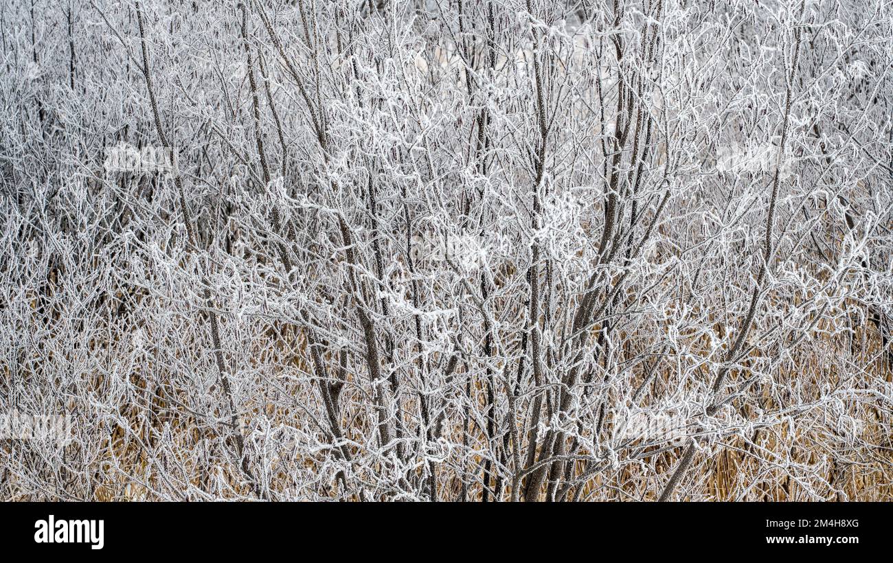 Winter frosts- Speckled alder, Greater Sudbury, Ontario, Canada Stock ...