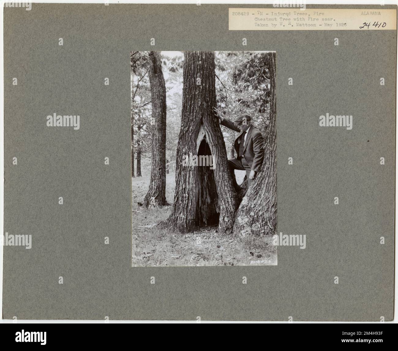 Reforestation, Field Work, Before & After - Alabama. Photographs Relating to National Forests ...