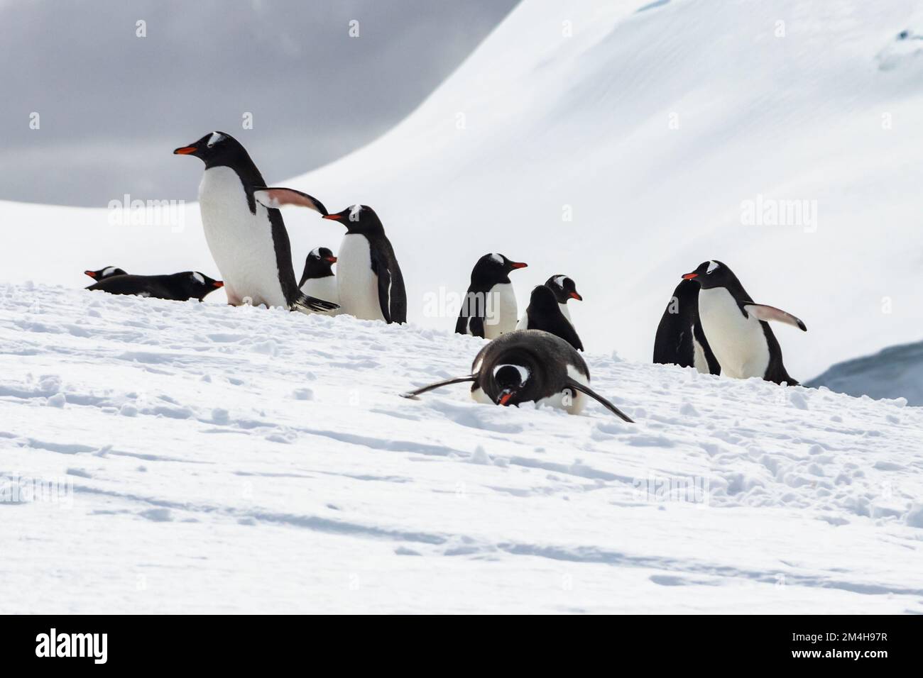 Penguin slope hi-res stock photography and images - Alamy