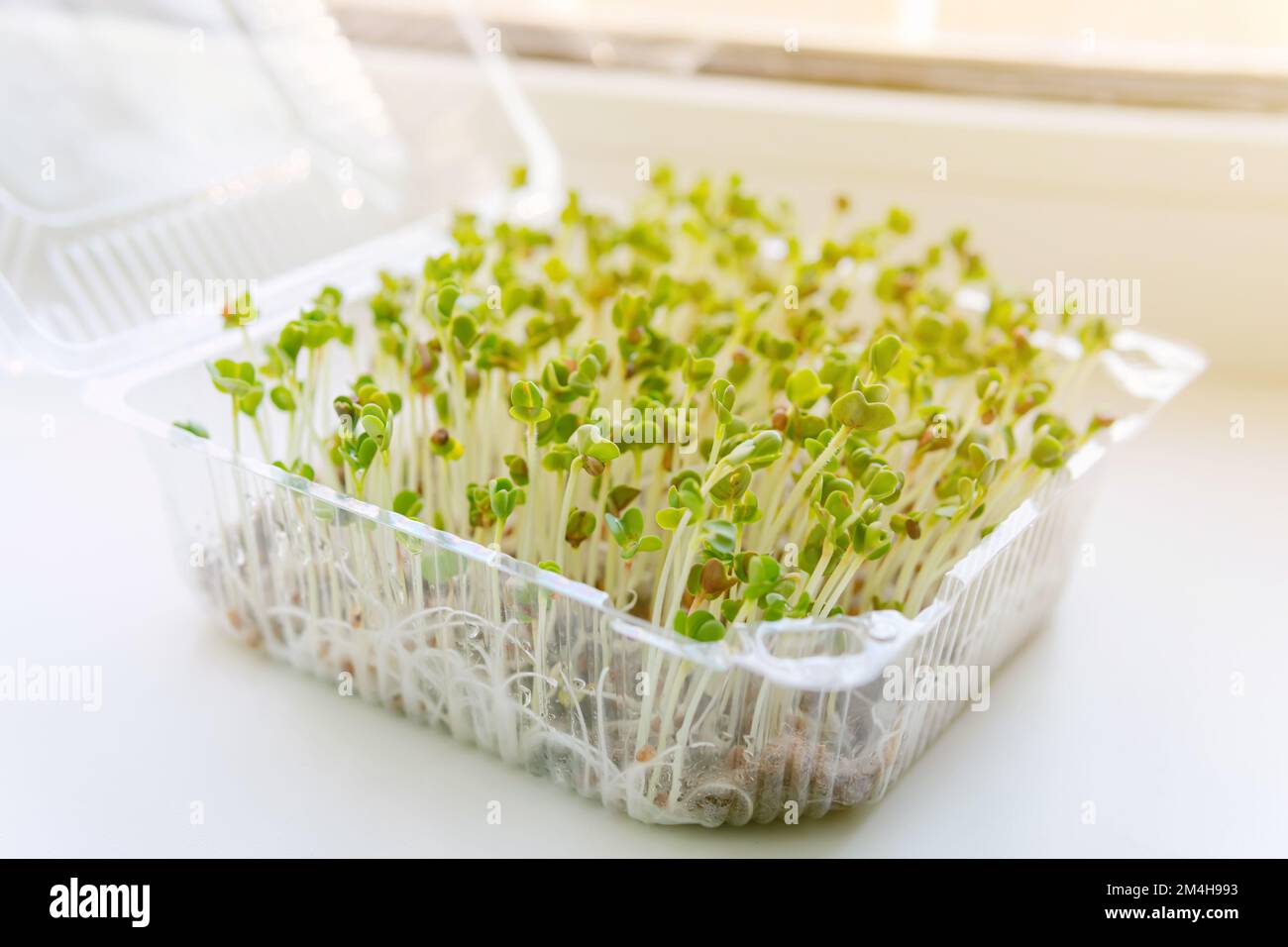 Healthy green sprouts organic food micro greens bio organic edible ...