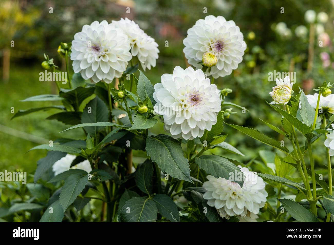 Evelyn bloom hi-res stock photography and images - Alamy