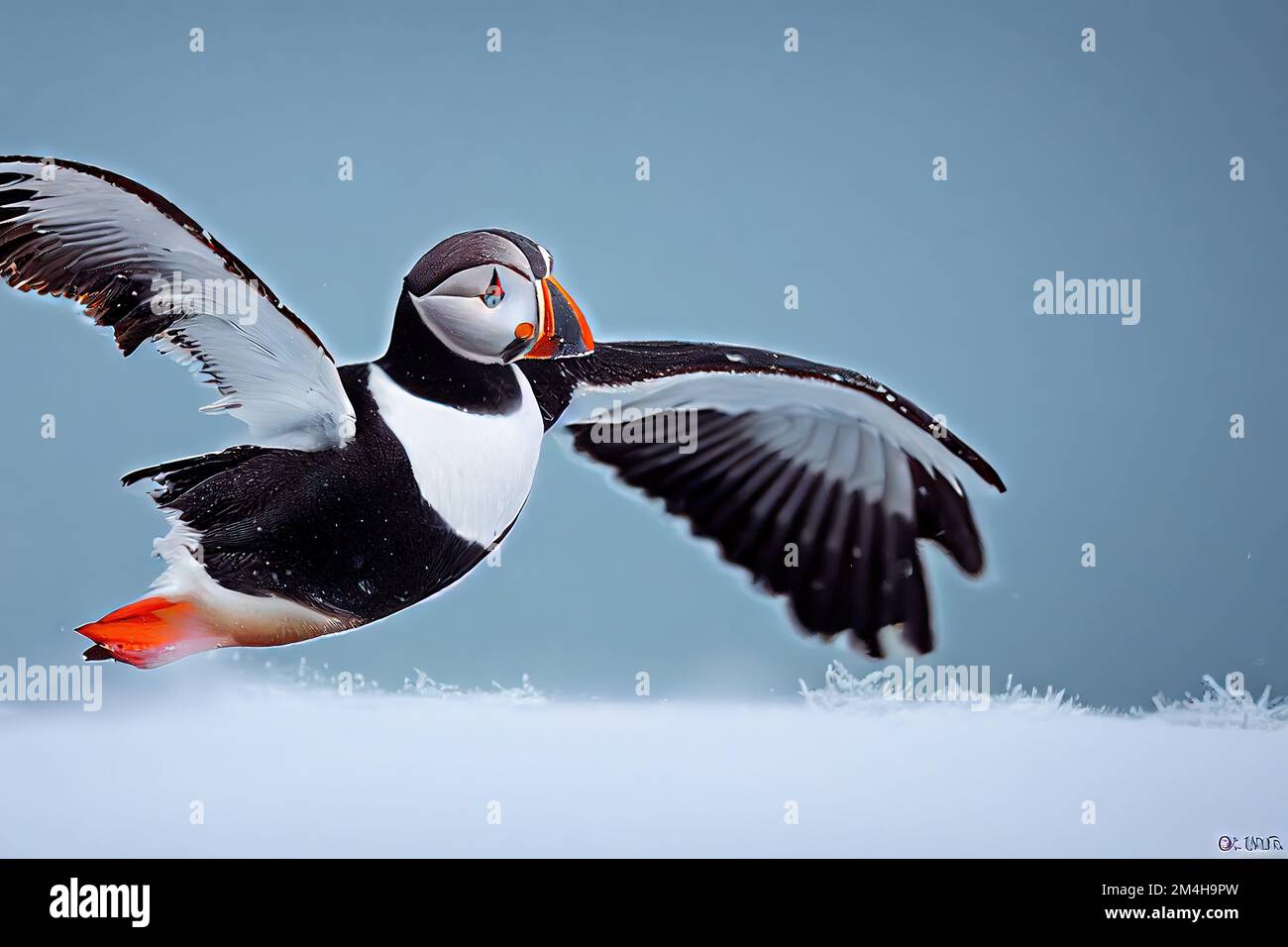 Atlantic pufffin hi-res stock photography and images - Alamy