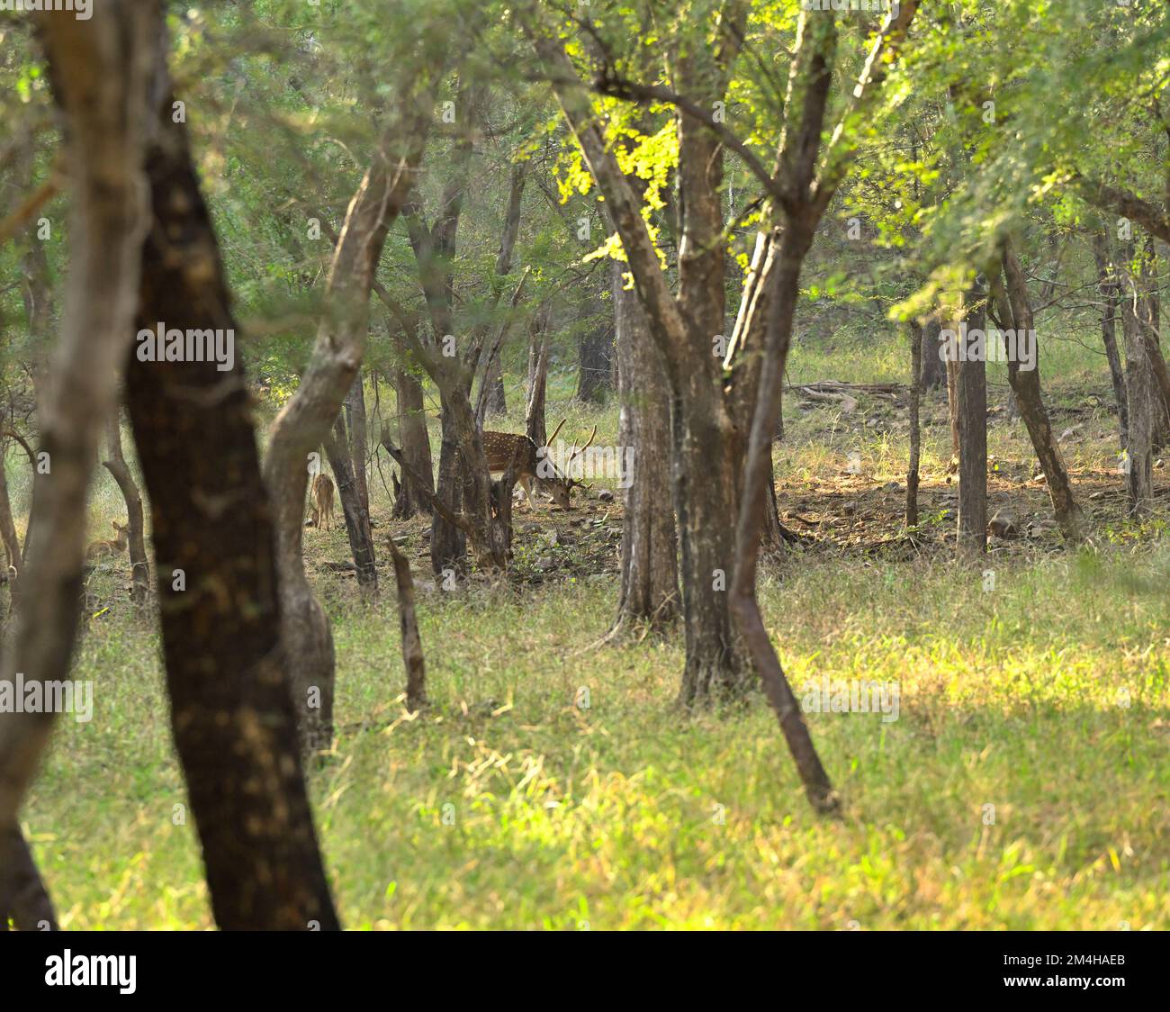 Spotted deer caught feeding in forest Stock Photo - Alamy
