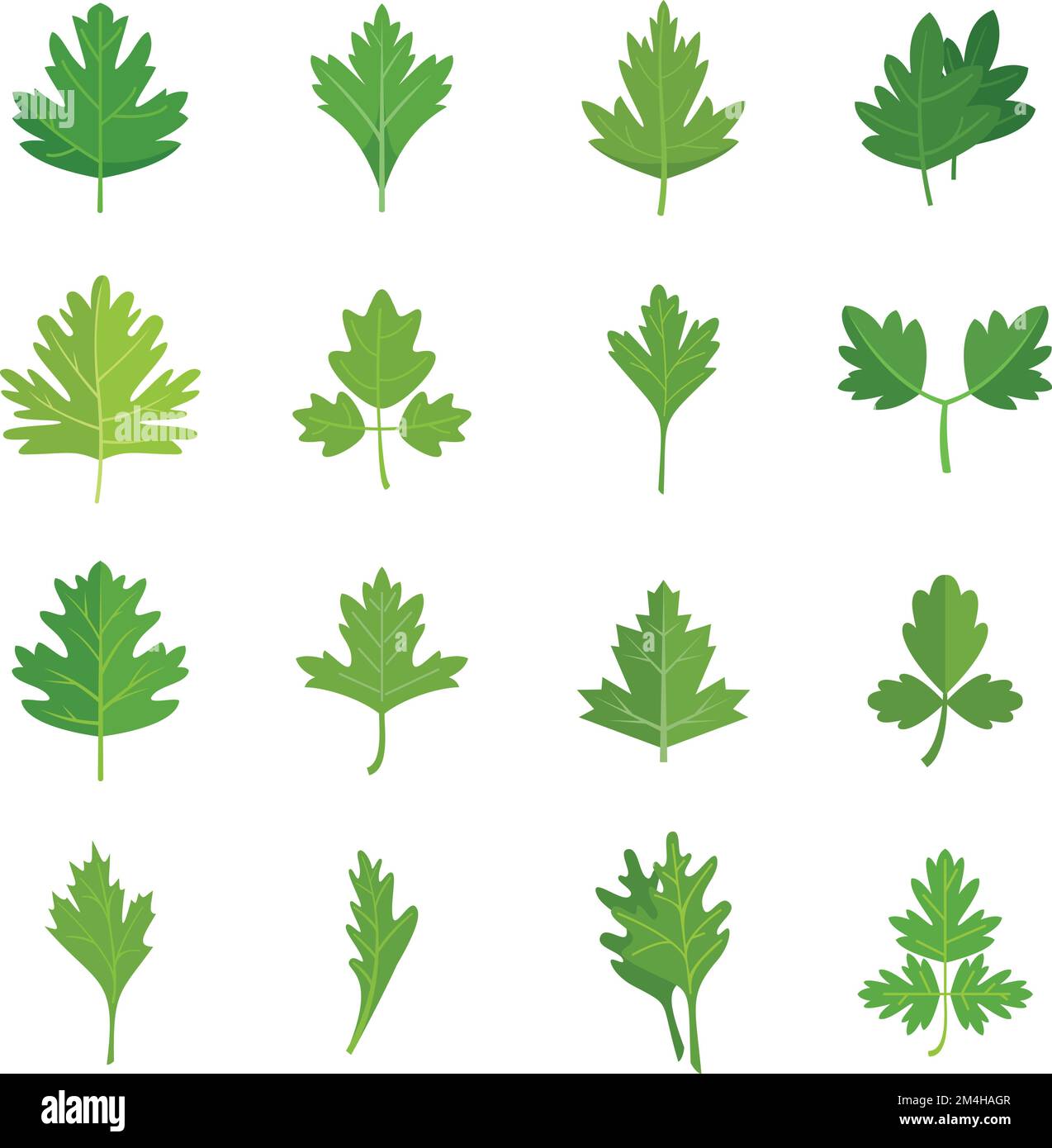 Curly parsley Stock Vector Images - Alamy