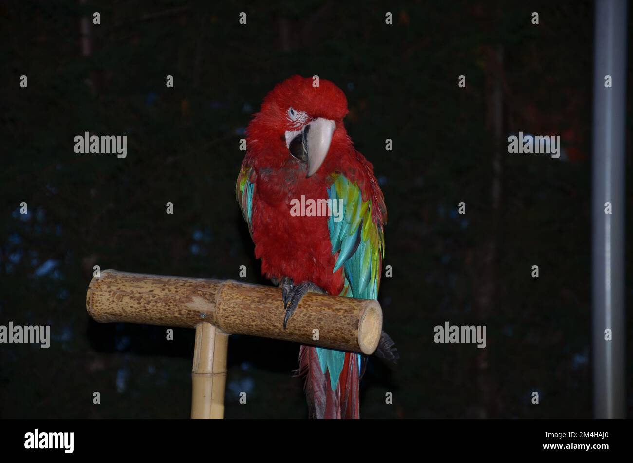 Dark blue parrot hi-res stock photography and images - Alamy