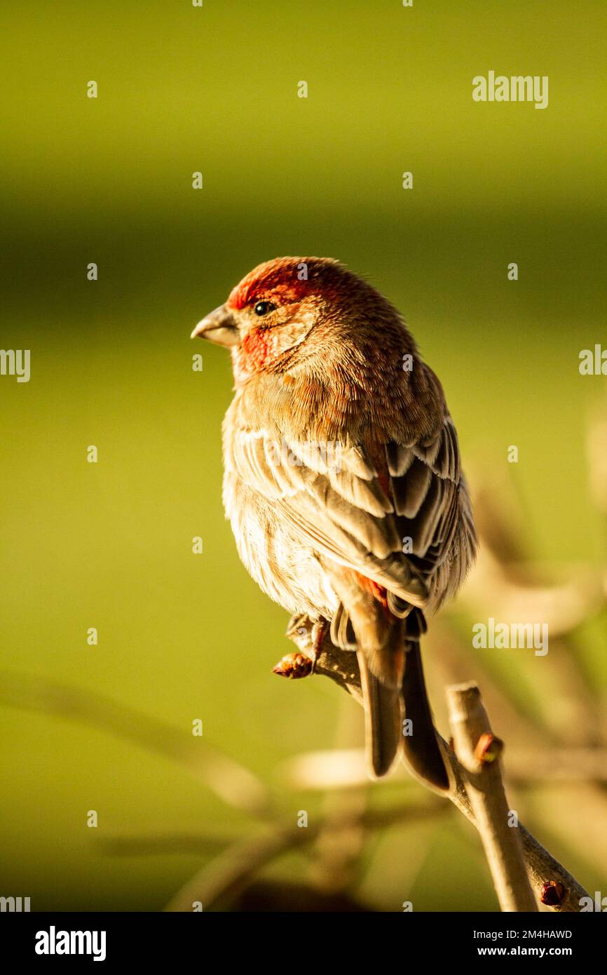 House Finch Perched on branch Stock Photo - Alamy