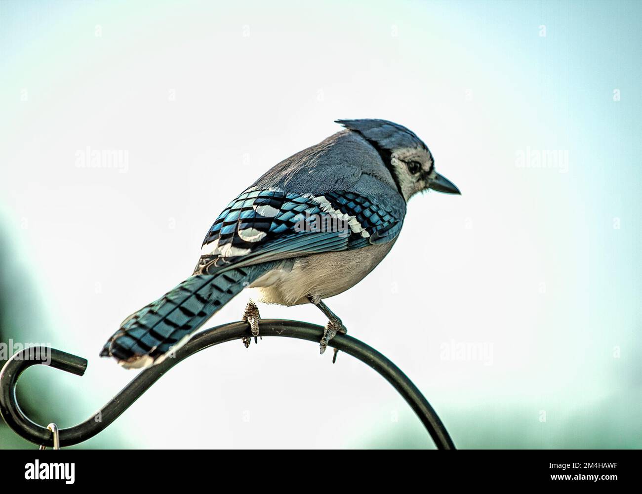 Closeup blue jay bird hi-res stock photography and images - Alamy