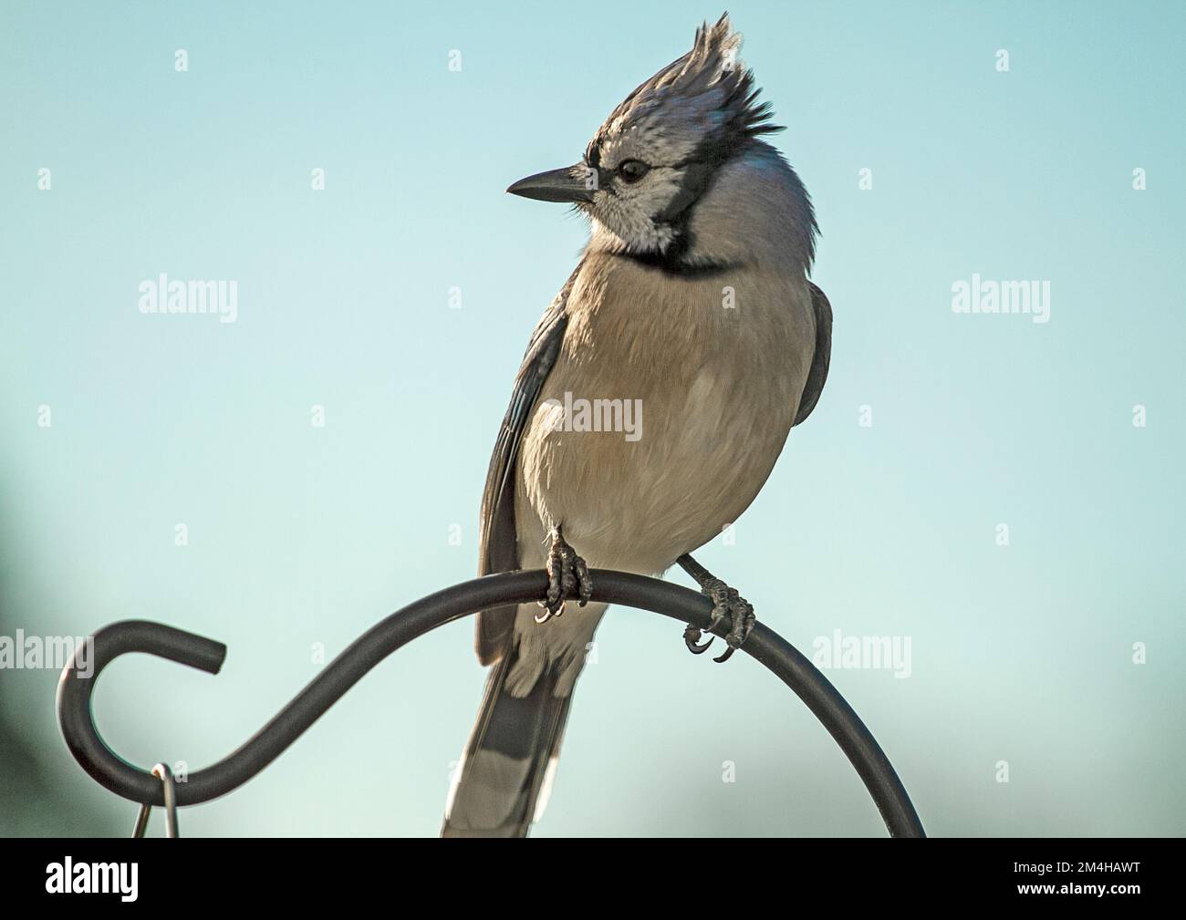 Closeup blue jay bird hi-res stock photography and images - Alamy