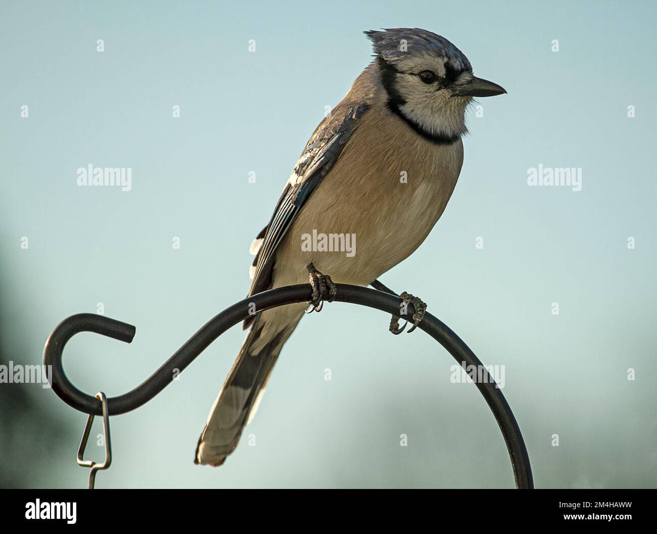 Closeup blue jay bird hi-res stock photography and images - Alamy