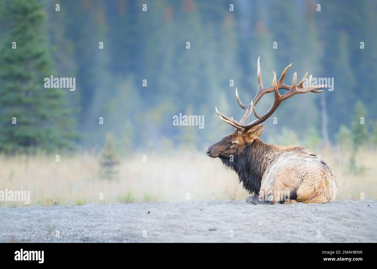 Resting bull elk hi-res stock photography and images - Alamy