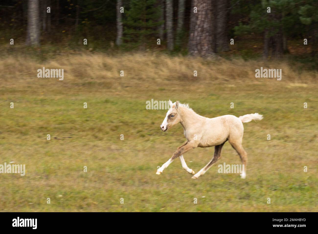 Running palomino foal in the field. High quality photo Stock Photo - Alamy