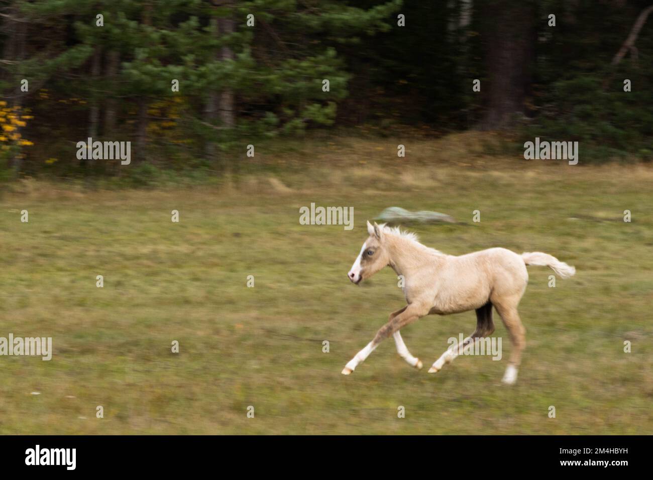 Running palomino foal in the field. High quality photo Stock Photo - Alamy