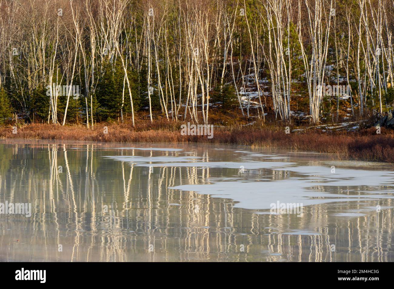 Birch reflections in Laurentian Lake beaver pond, Greater Sudbury, Ontario, Canada Stock Photo ...