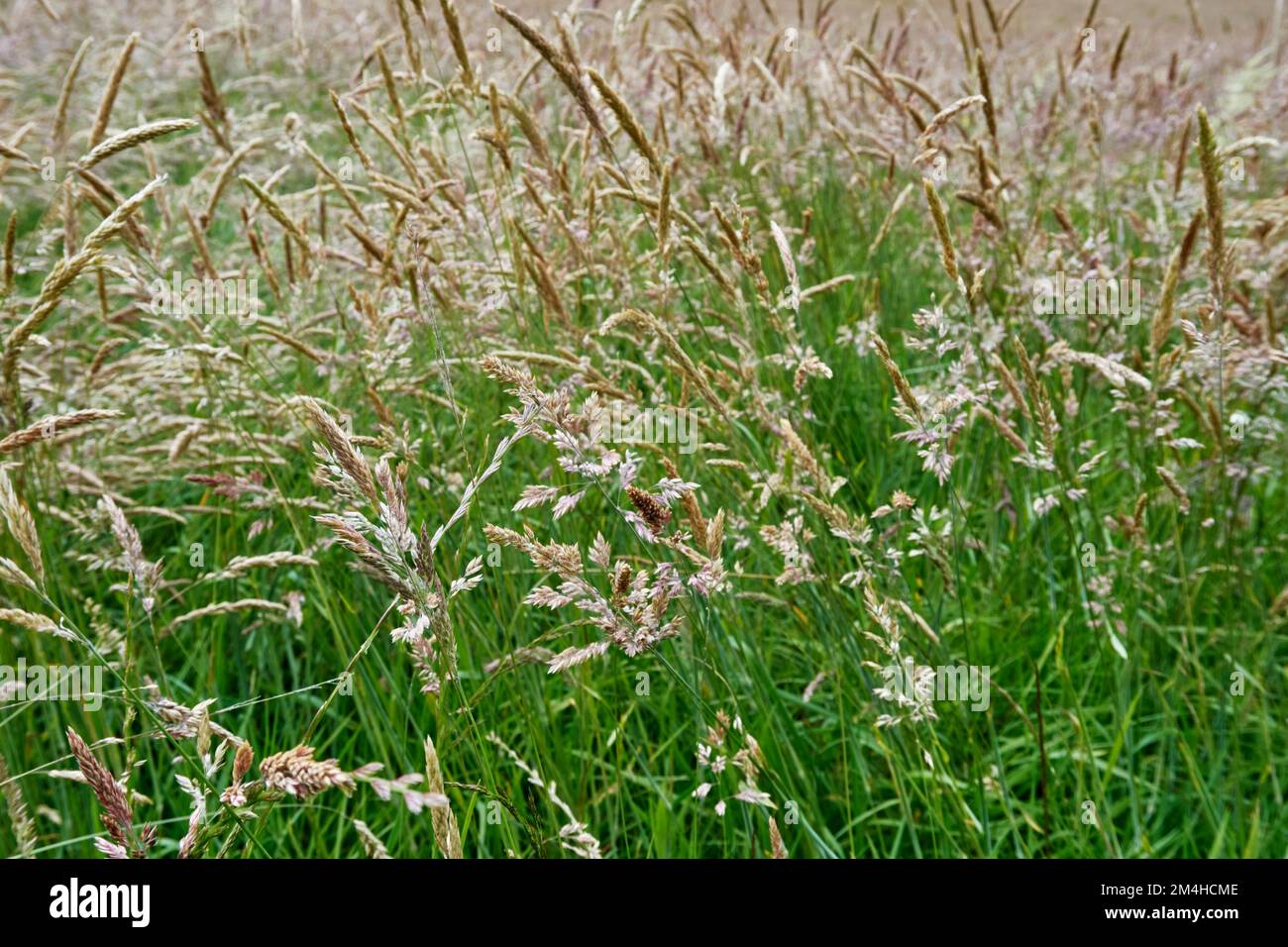 Flowering grasses hi-res stock photography and images - Alamy