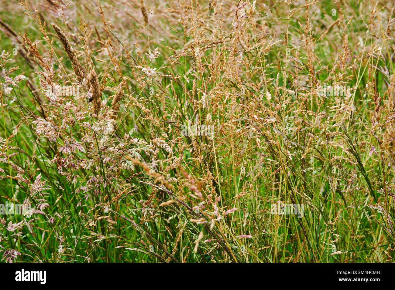 Grasses grass hi-res stock photography and images - Alamy