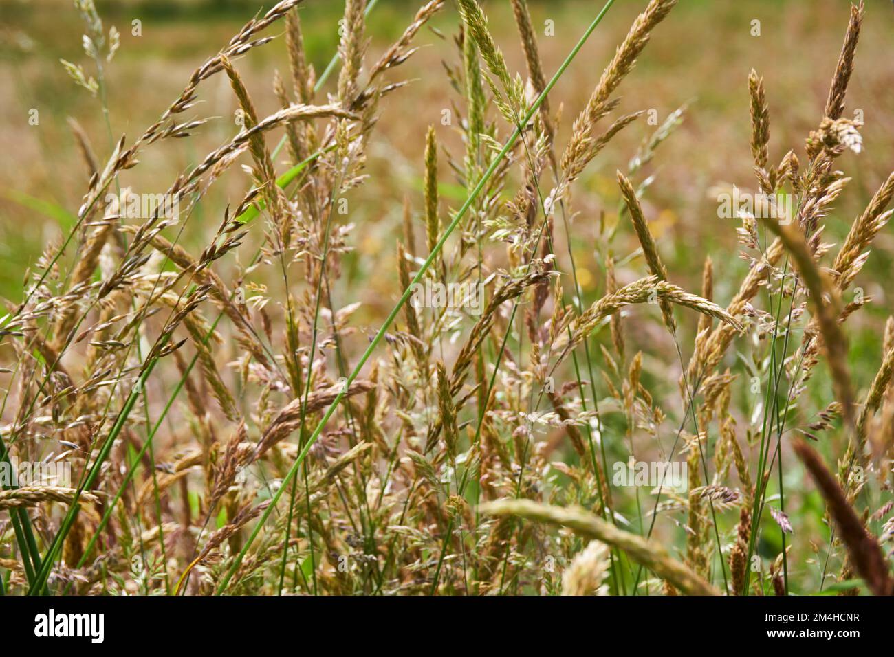 Flowering grasses hi-res stock photography and images - Alamy