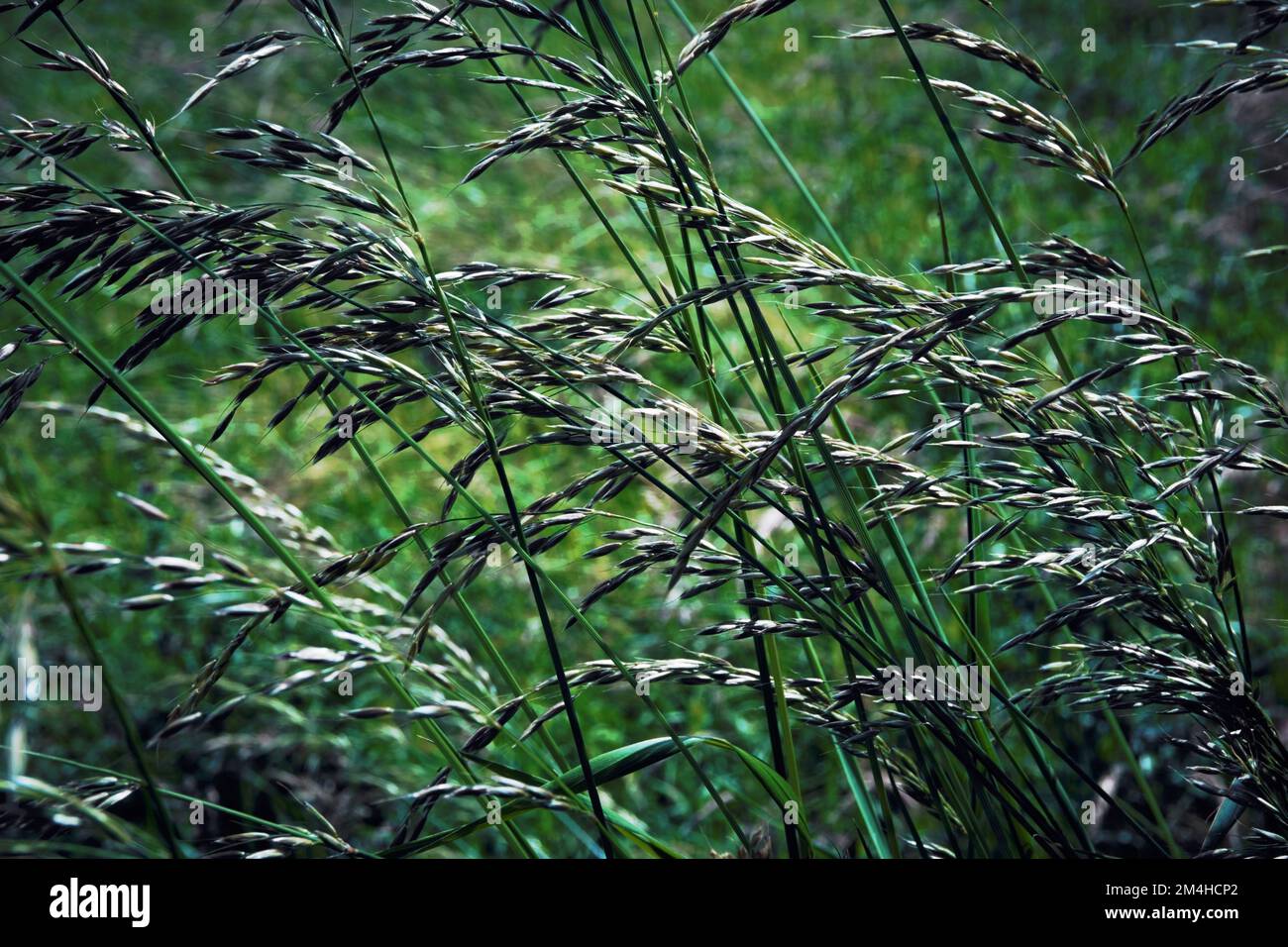 Fever grass hi-res stock photography and images - Alamy