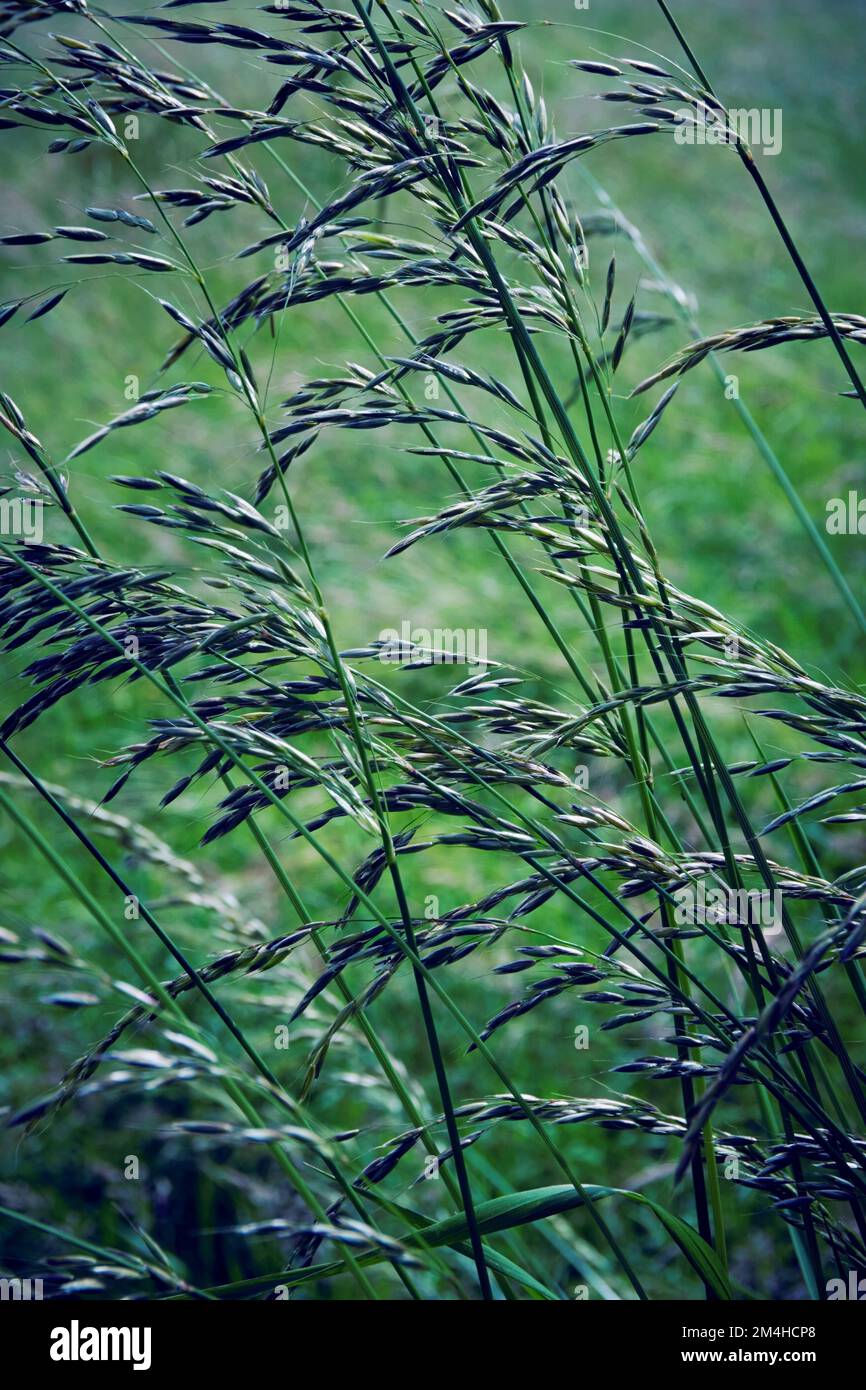 Long tall grass grasses hi-res stock photography and images - Alamy
