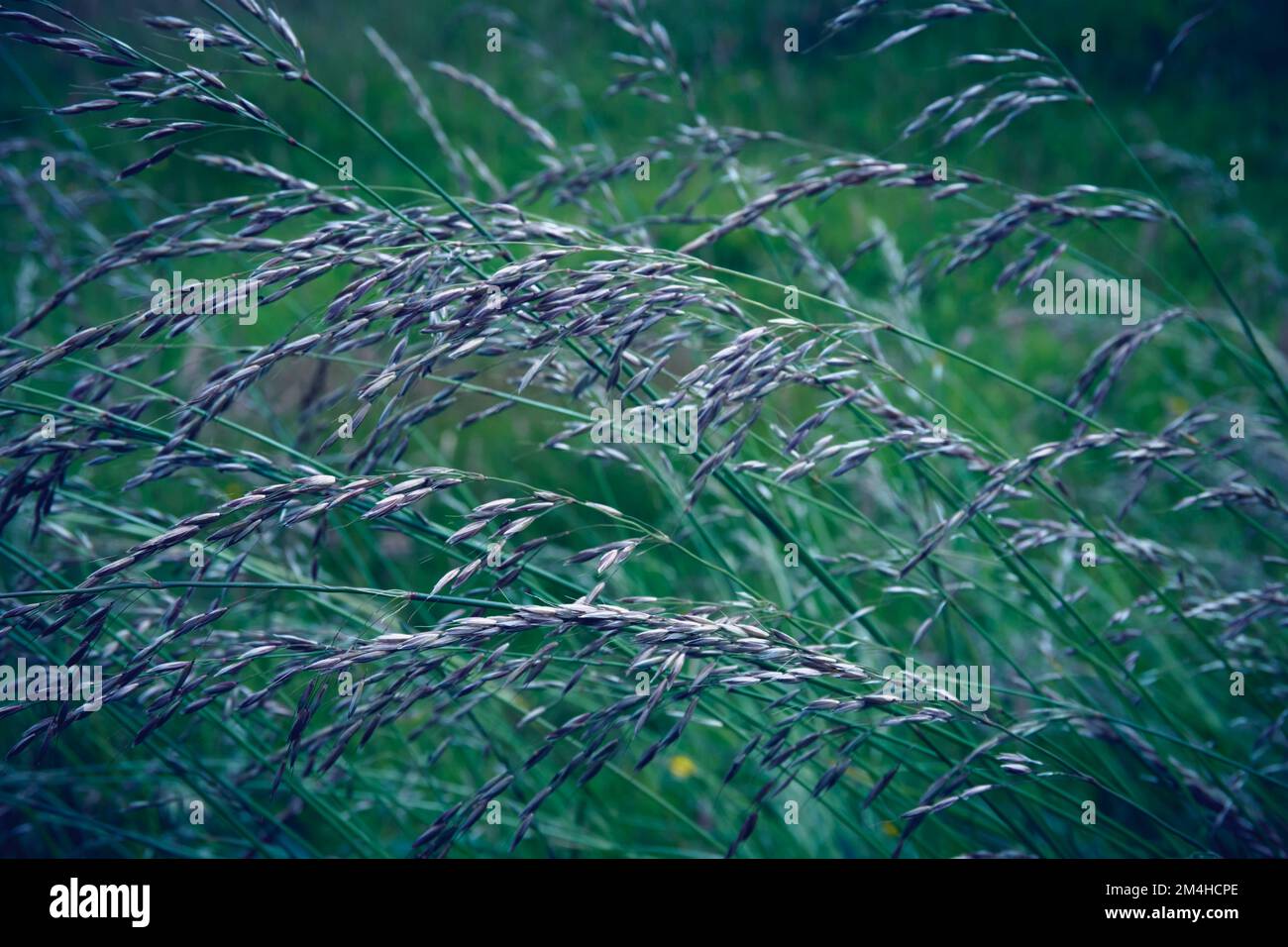Flowering grasses hi-res stock photography and images - Alamy