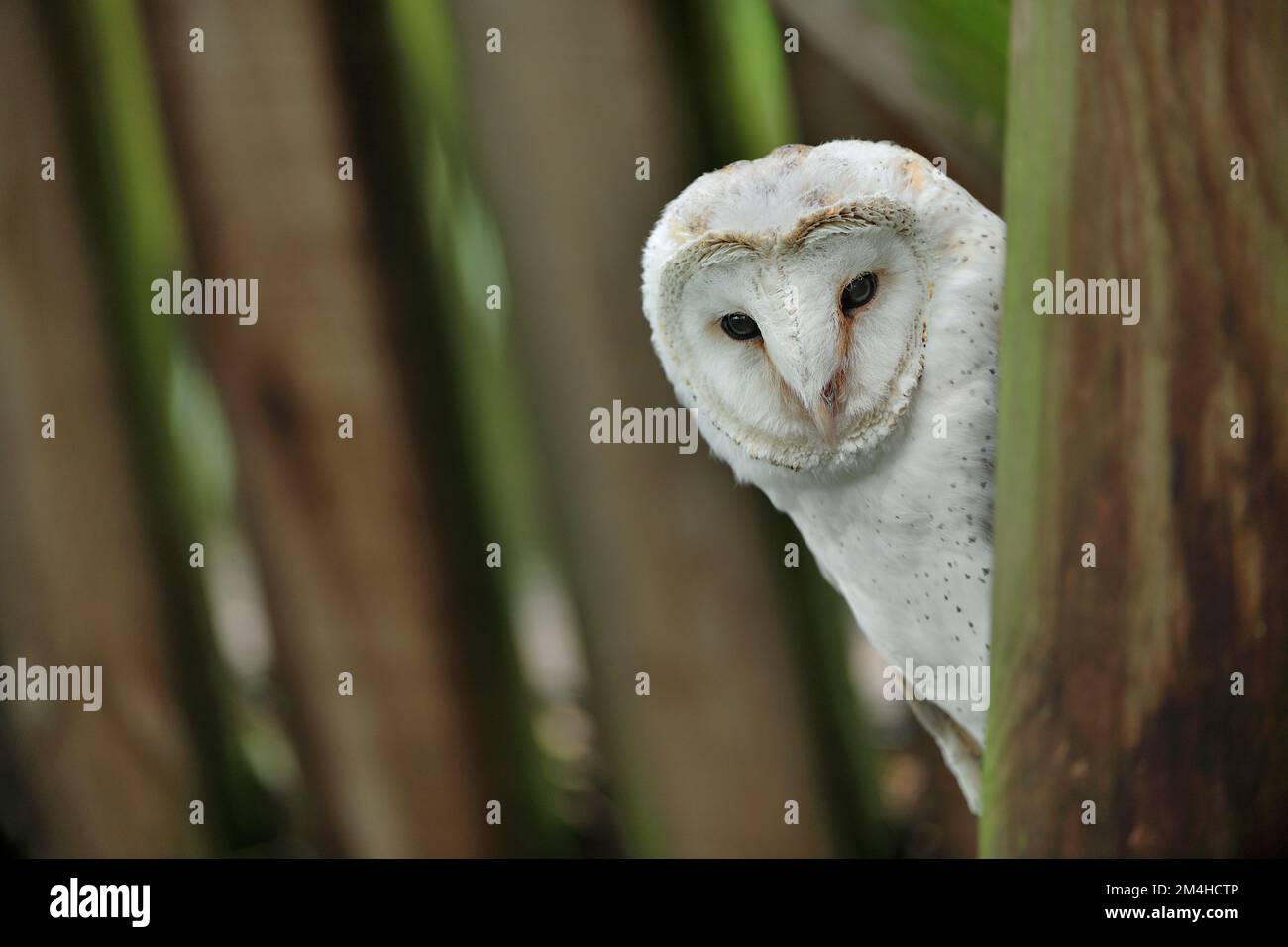 Barn Owl (Tyto alba) captive falconers bird peering out from gap in ...