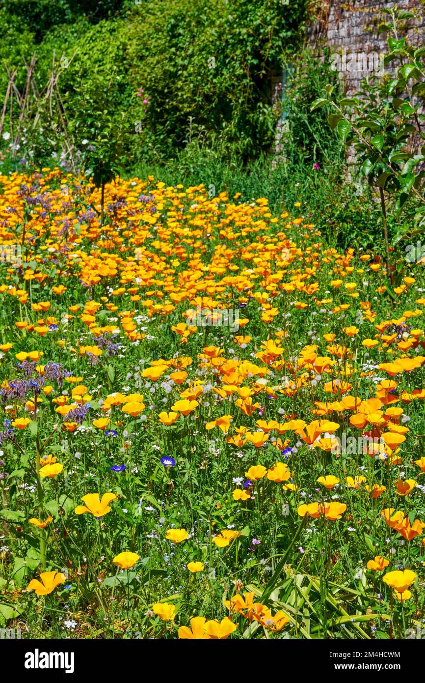 Annual Flower Border Design