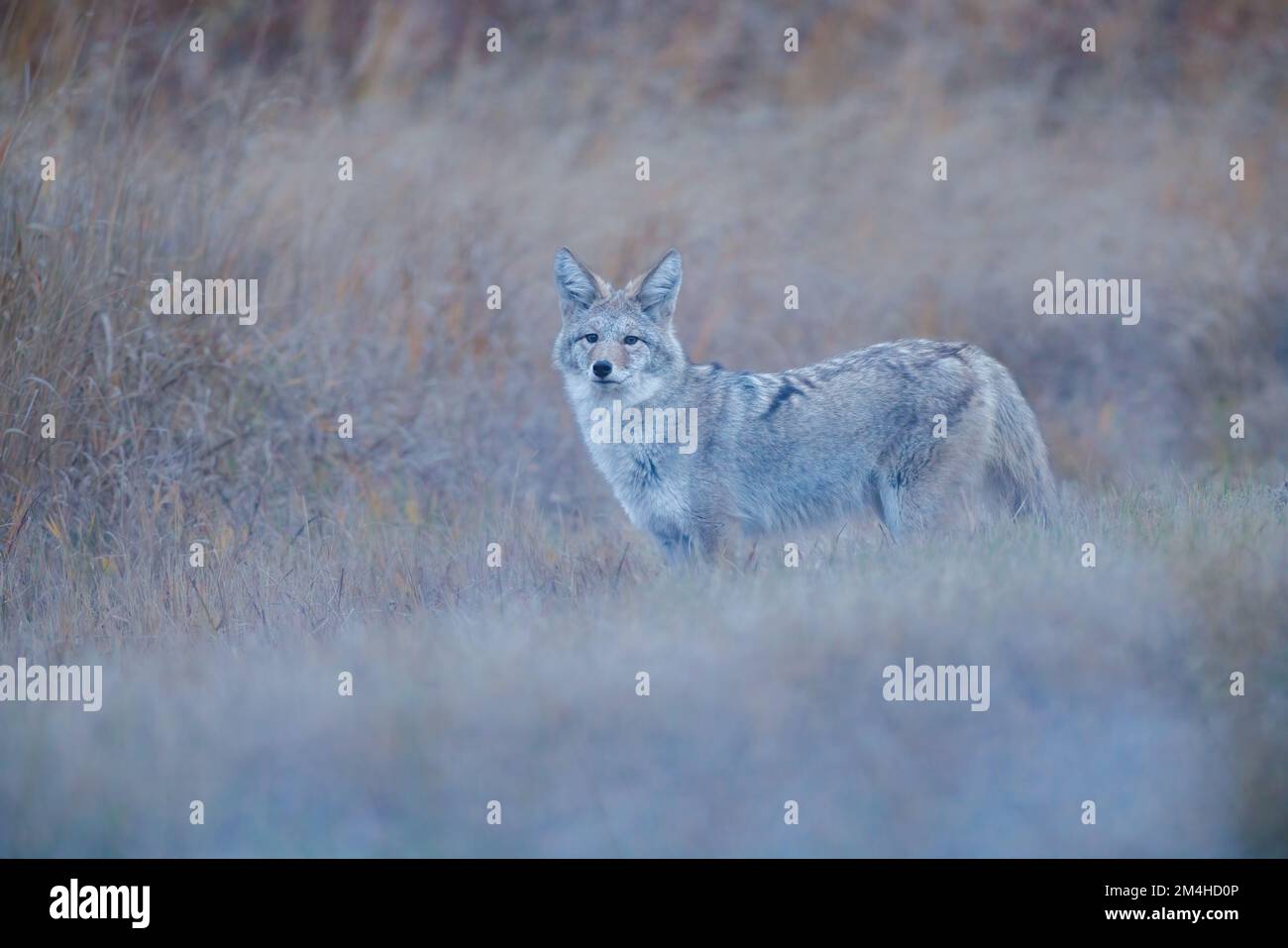 Coyote with head turned hi-res stock photography and images - Alamy