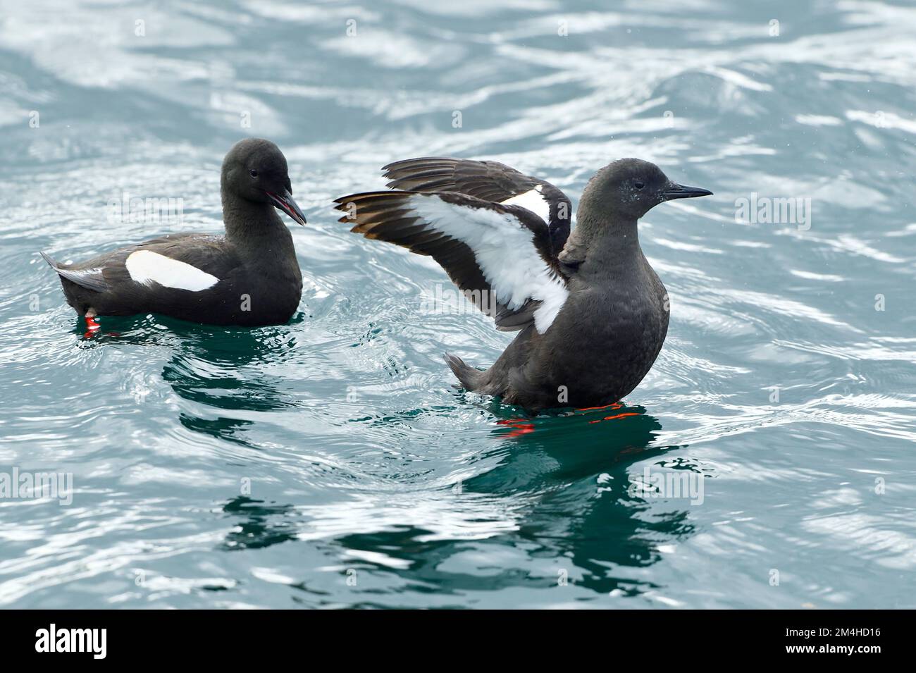 Black Guillemot (Cepphus grylle) pair of birds in water, Isle of Hoy ...