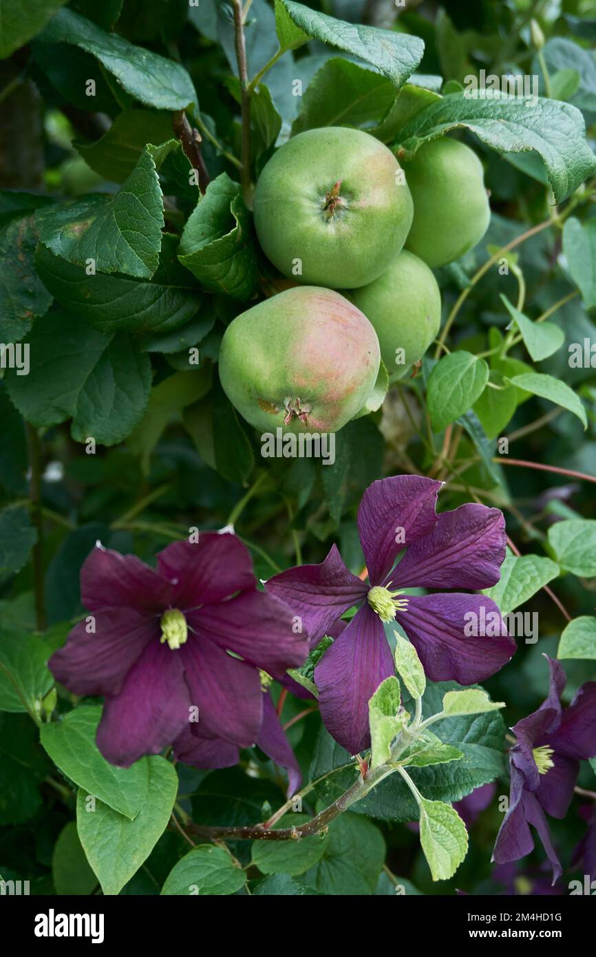 Purple flowers of Clematis viticella Etoile Violette growing through a ...
