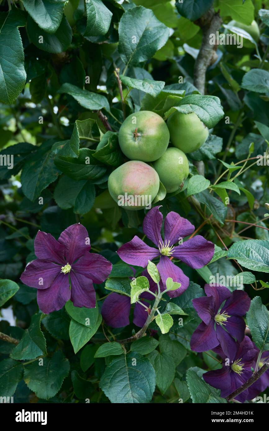 Purple flowers of Clematis viticella Etoile Violette growing through a ...